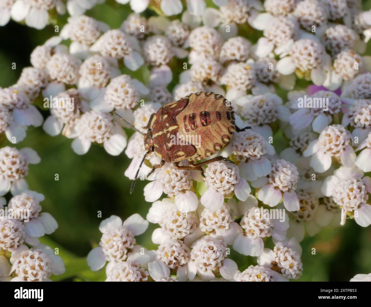 Black shouldered shieldbug hi-res stock photography and images - Alamy