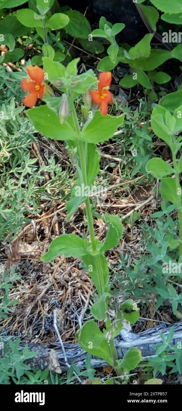 scarlet monkeyflower (Erythranthe cardinalis) Plantae Stock Photo - Alamy