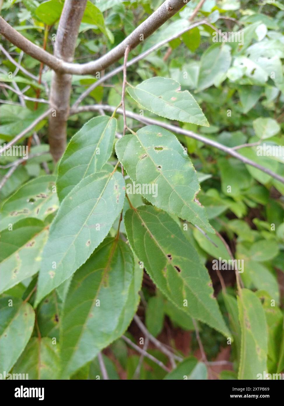 West Indian Elm (Guazuma ulmifolia) Plantae Stock Photo - Alamy
