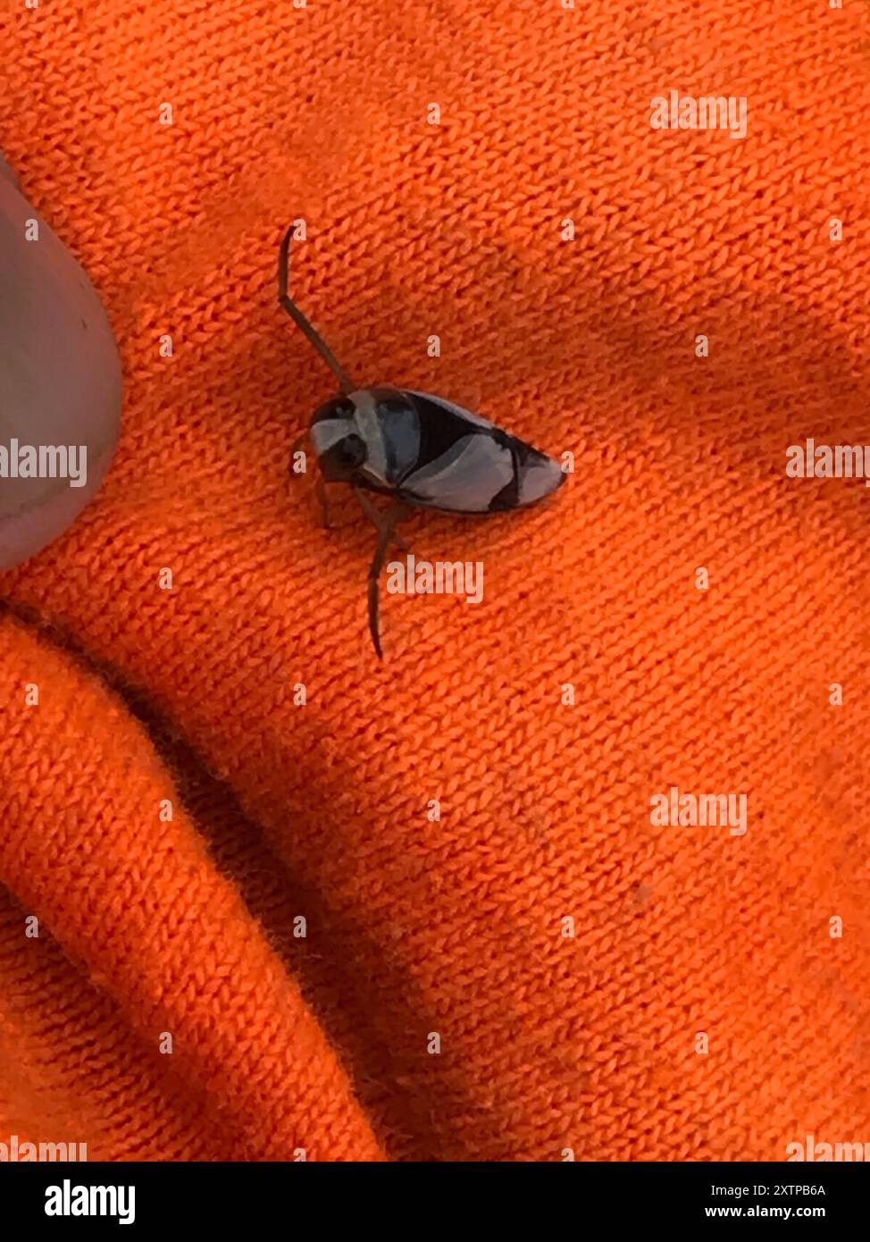 Water Bugs (Nepomorpha) Insecta Stock Photo - Alamy