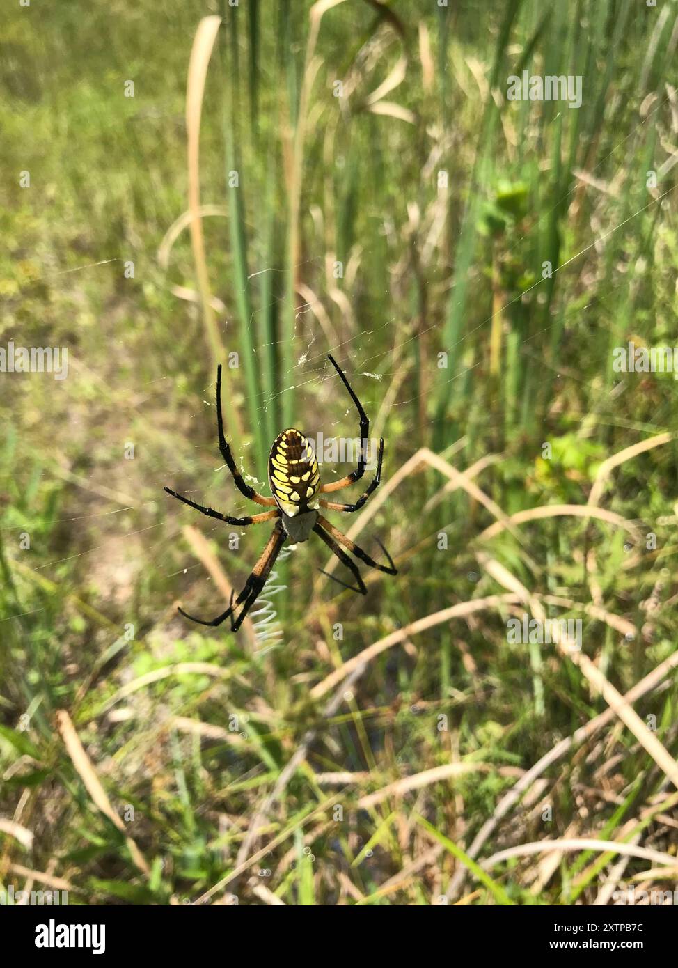 Yellow Garden Spider (Argiope aurantia) Arachnida Stock Photo - Alamy