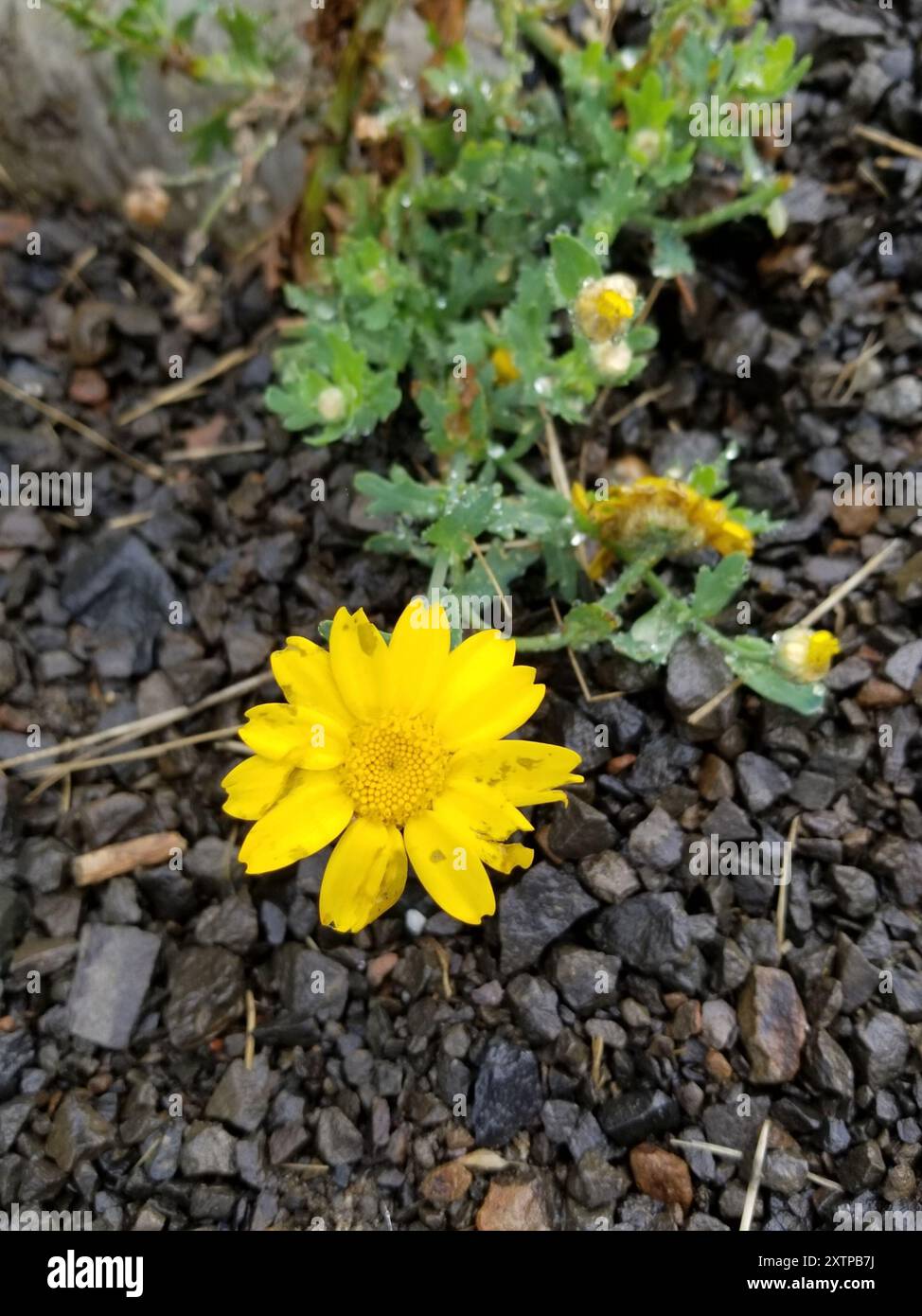 common woolly sunflower (Eriophyllum lanatum) Plantae Stock Photo - Alamy