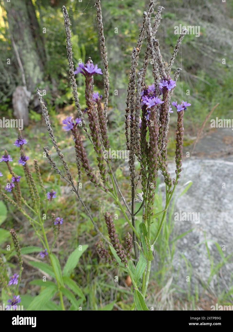 blue vervain (Verbena hastata) Plantae Stock Photo - Alamy