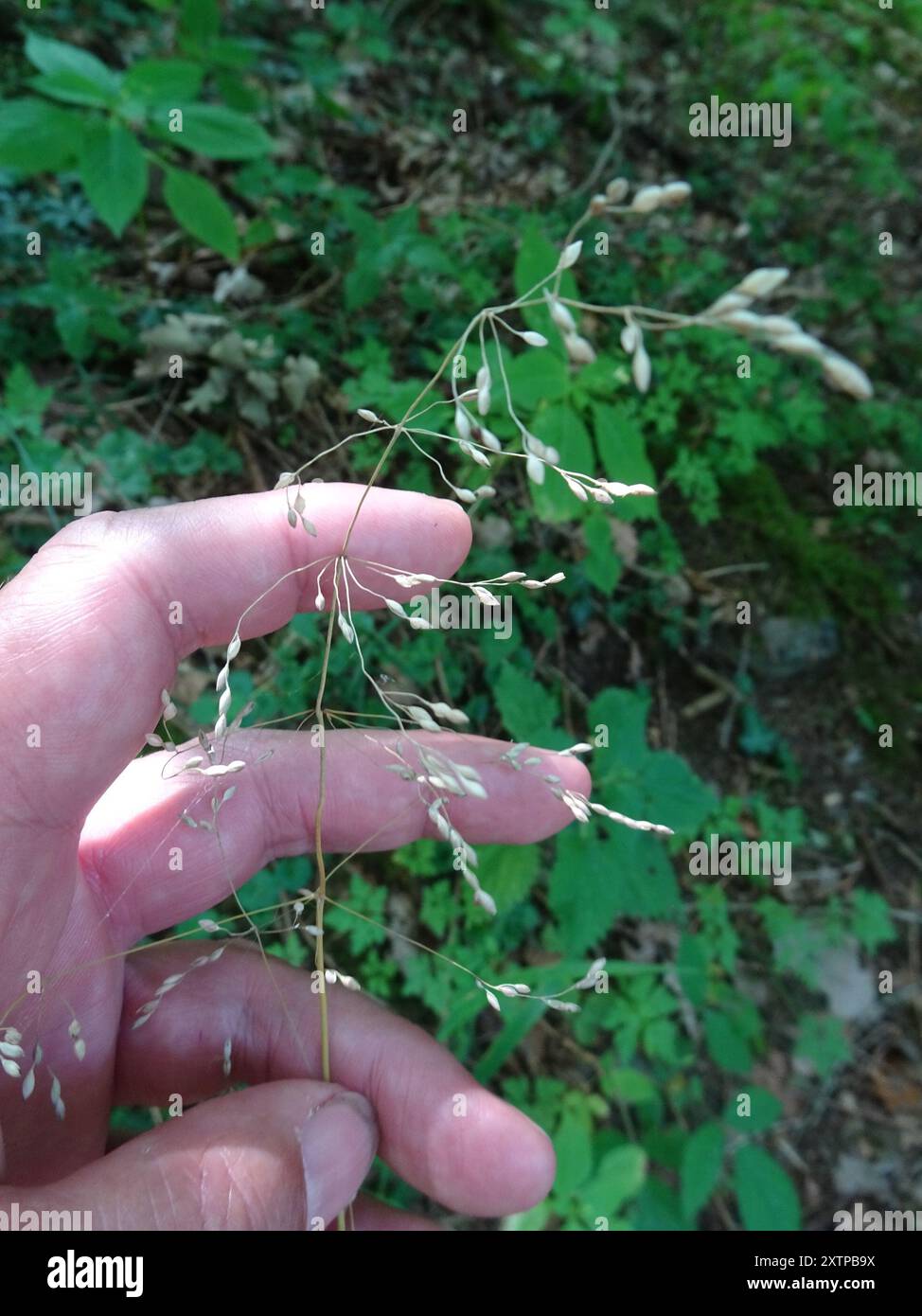 Wood Millet (Milium effusum) Plantae Stock Photo - Alamy