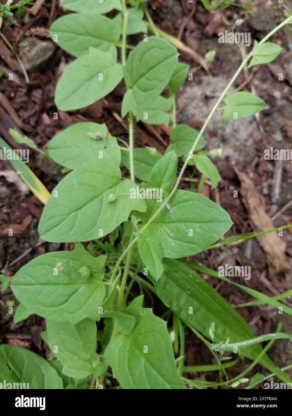 Sharp-leaved Fluellen (Kickxia elatine) Plantae Stock Photo - Alamy