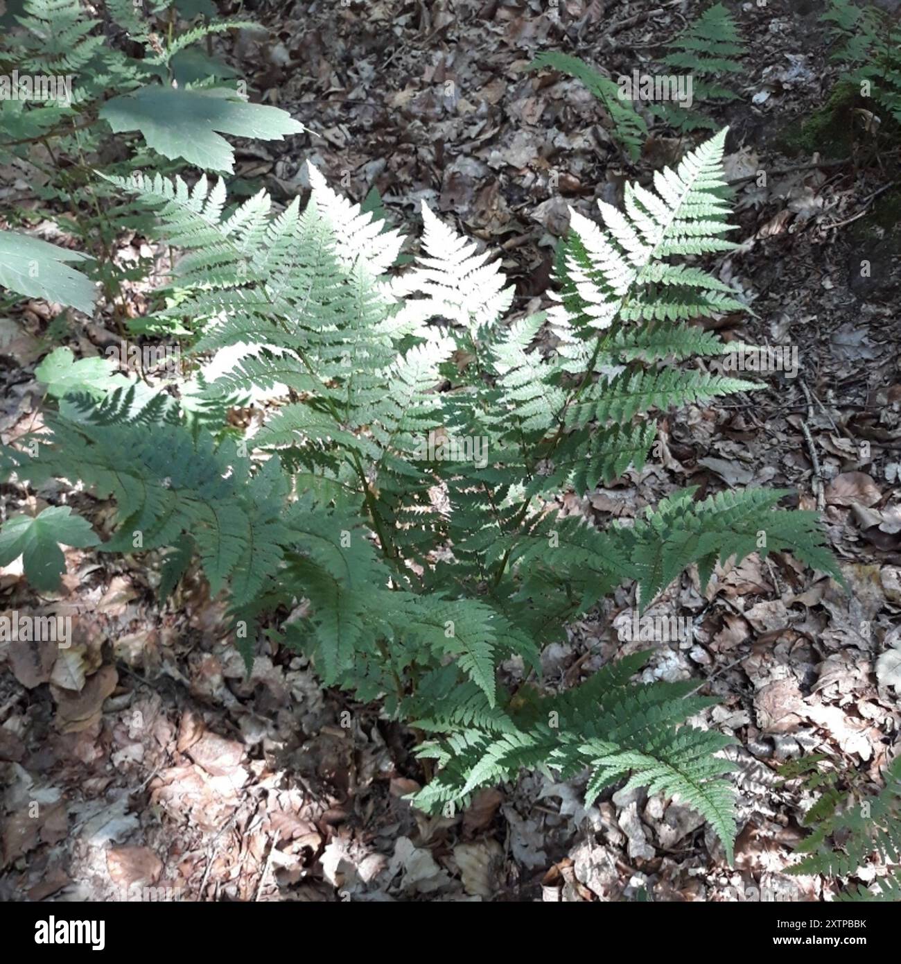 wood ferns (Dryopteris) Plantae Stock Photo - Alamy