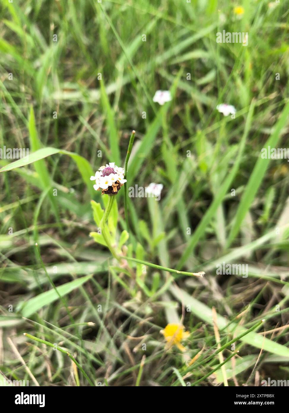 turkey tangle frogfruit (Phyla nodiflora) Plantae Stock Photo - Alamy