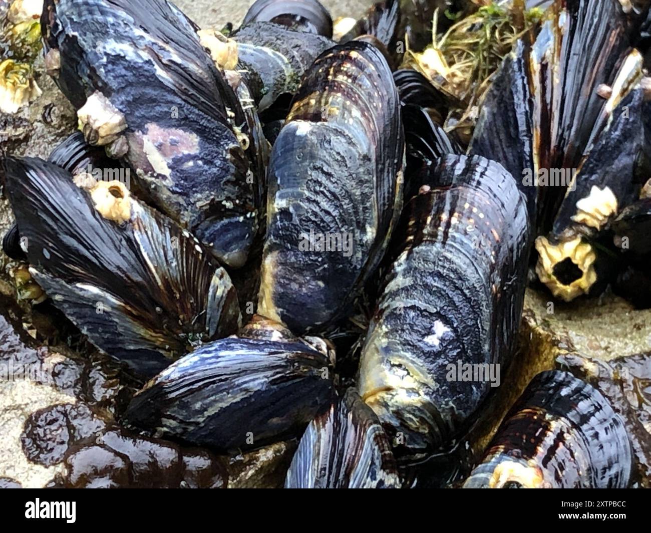 California Mussel (Mytilus californianus) Mollusca Stock Photo - Alamy