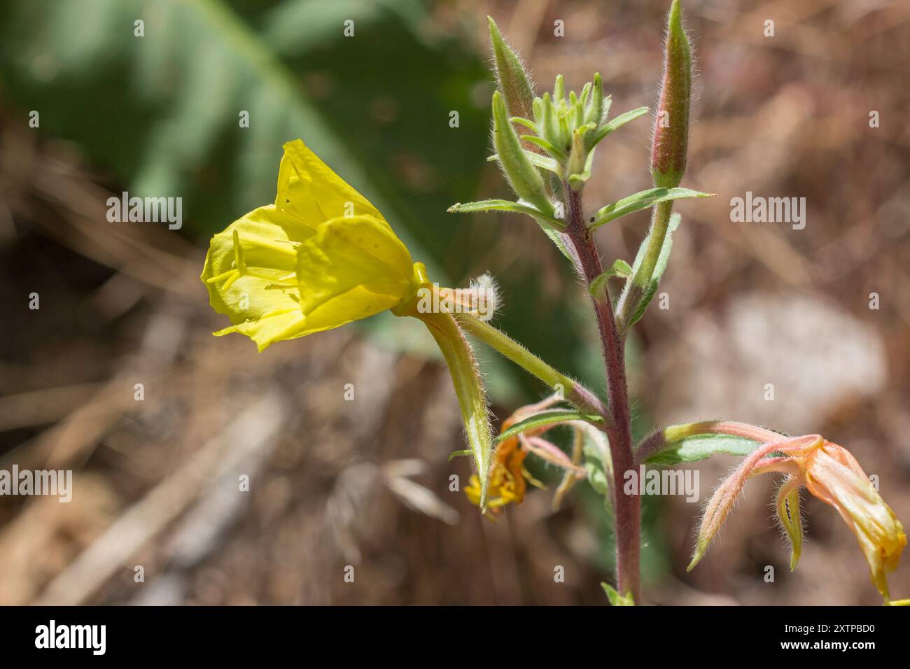tall evening primrose (Oenothera elata) Plantae Stock Photo - Alamy