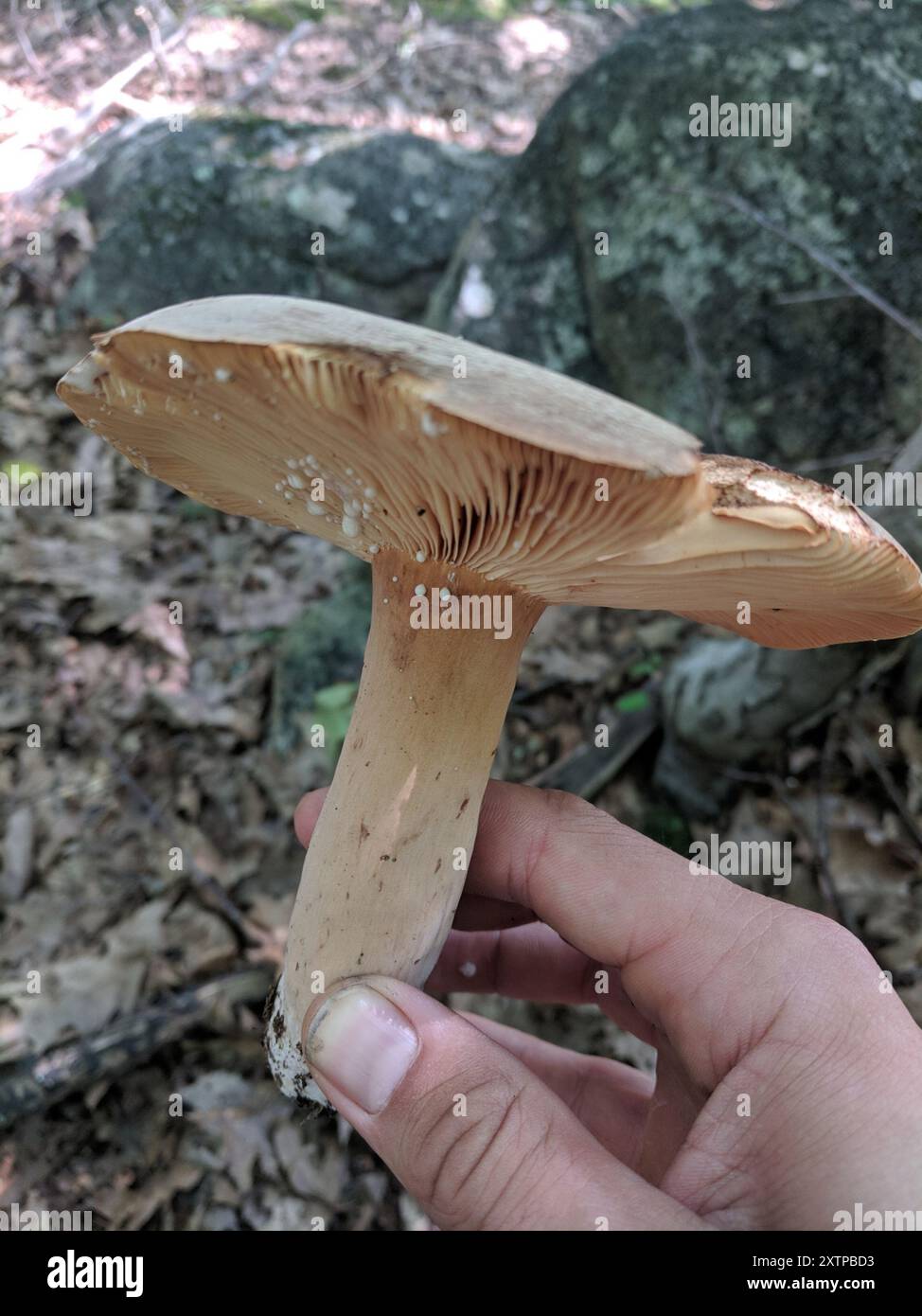 Weeping milk cap hi-res stock photography and images - Alamy