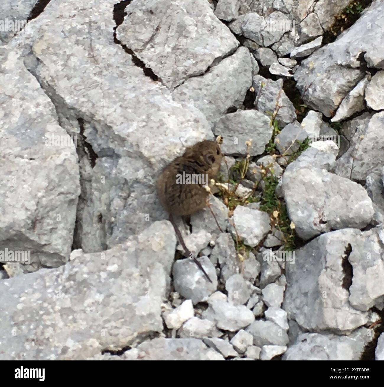 Old World Mice and Rats (Muridae) Mammalia Stock Photo - Alamy