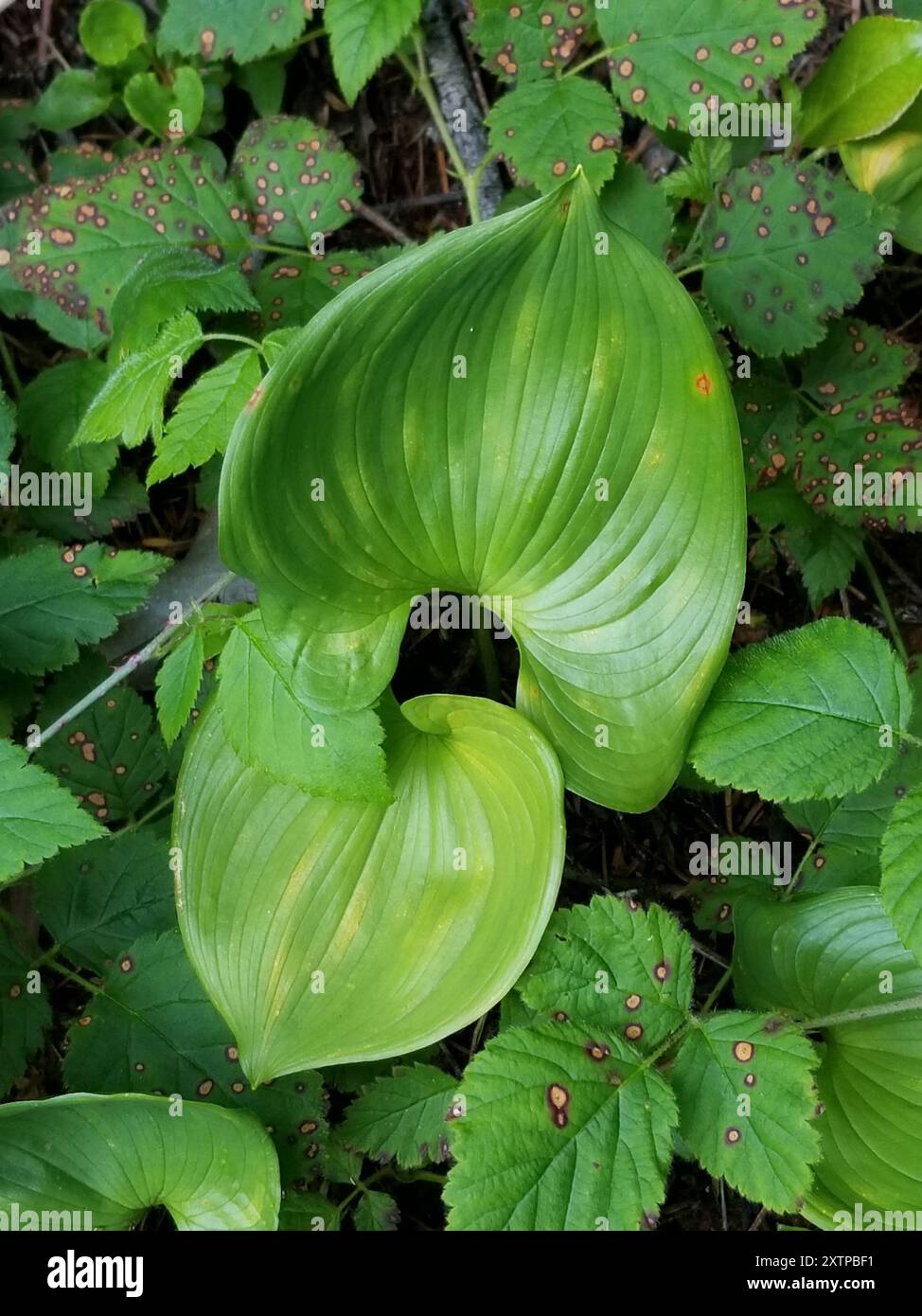Western Lily of the Valley (Maianthemum dilatatum) Plantae Stock Photo ...