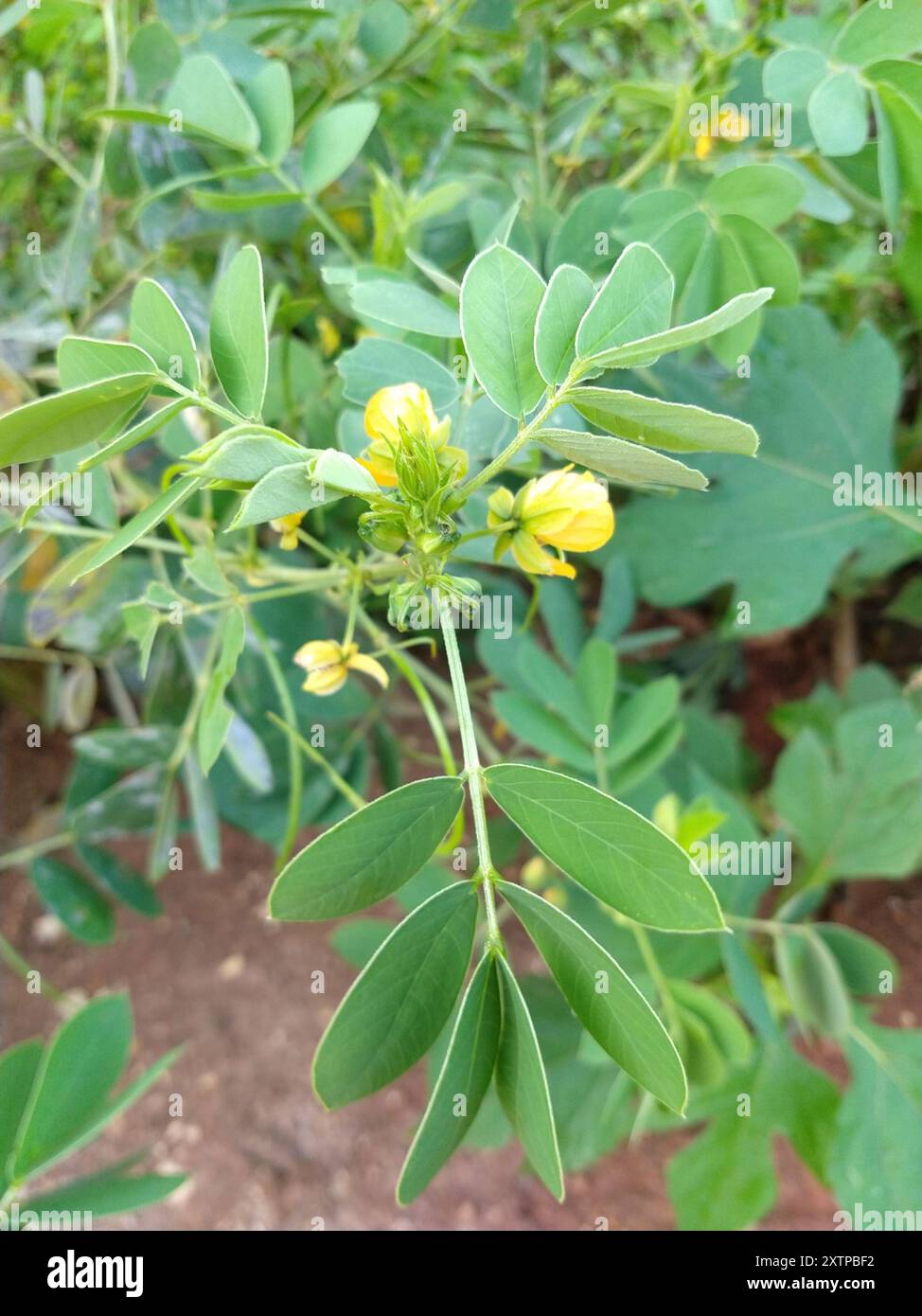 American Sicklepod (Senna obtusifolia) Plantae Stock Photo - Alamy