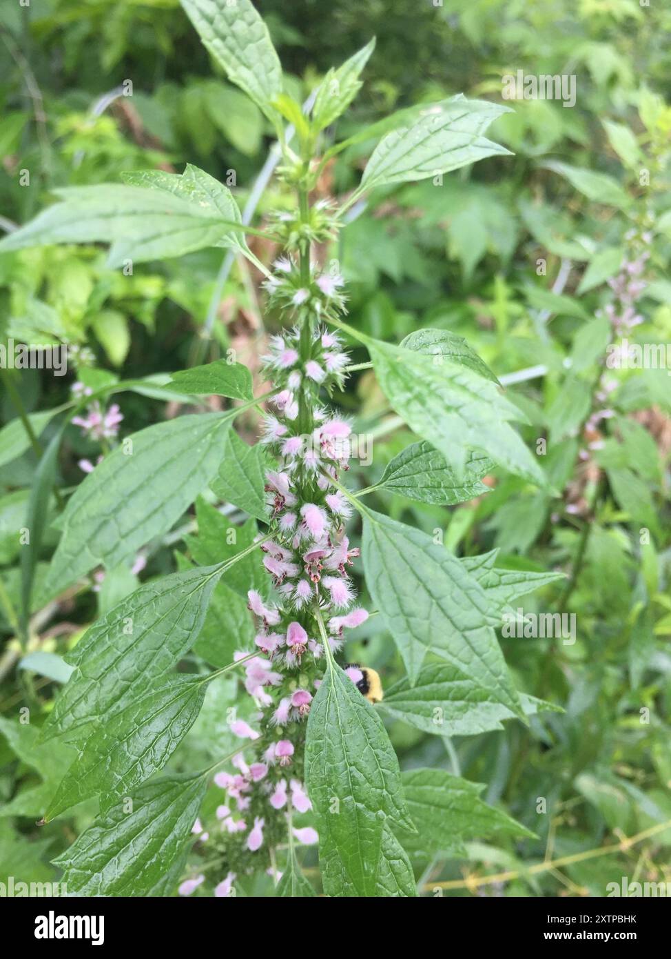 common motherwort (Leonurus cardiaca) Plantae Stock Photo - Alamy