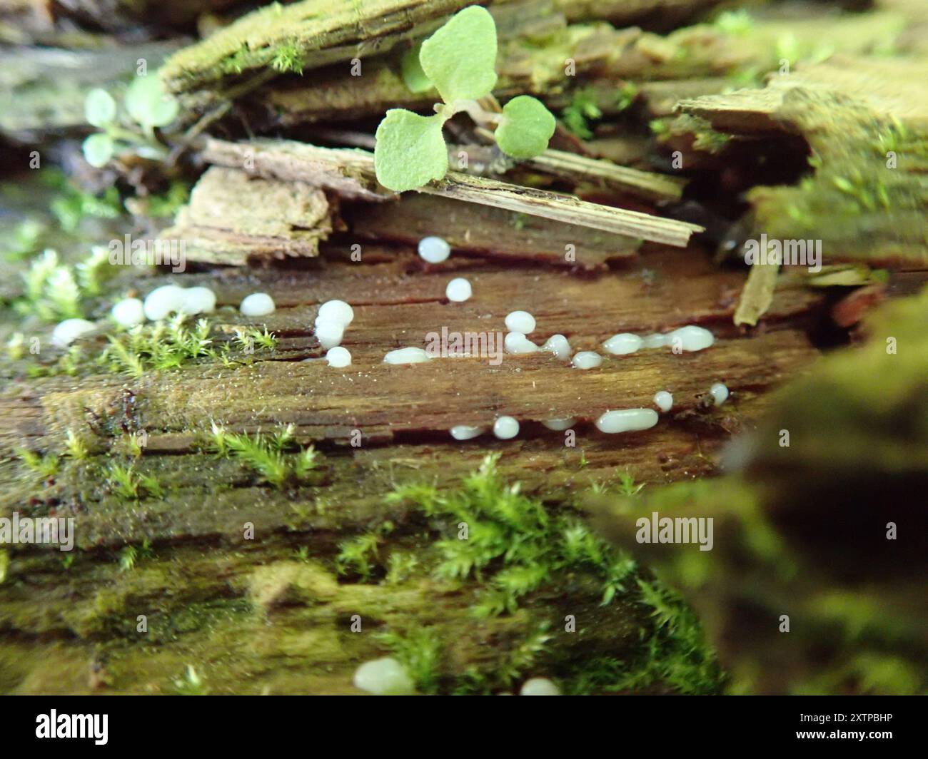 True slime molds hi-res stock photography and images - Alamy