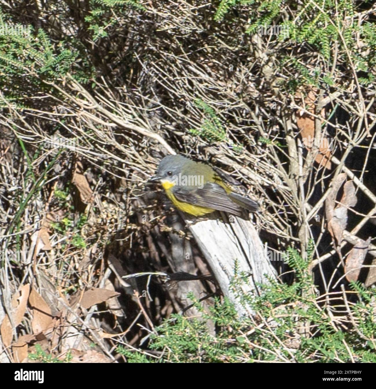 Eastern Yellow Robin (Eopsaltria australis) Aves Stock Photo - Alamy