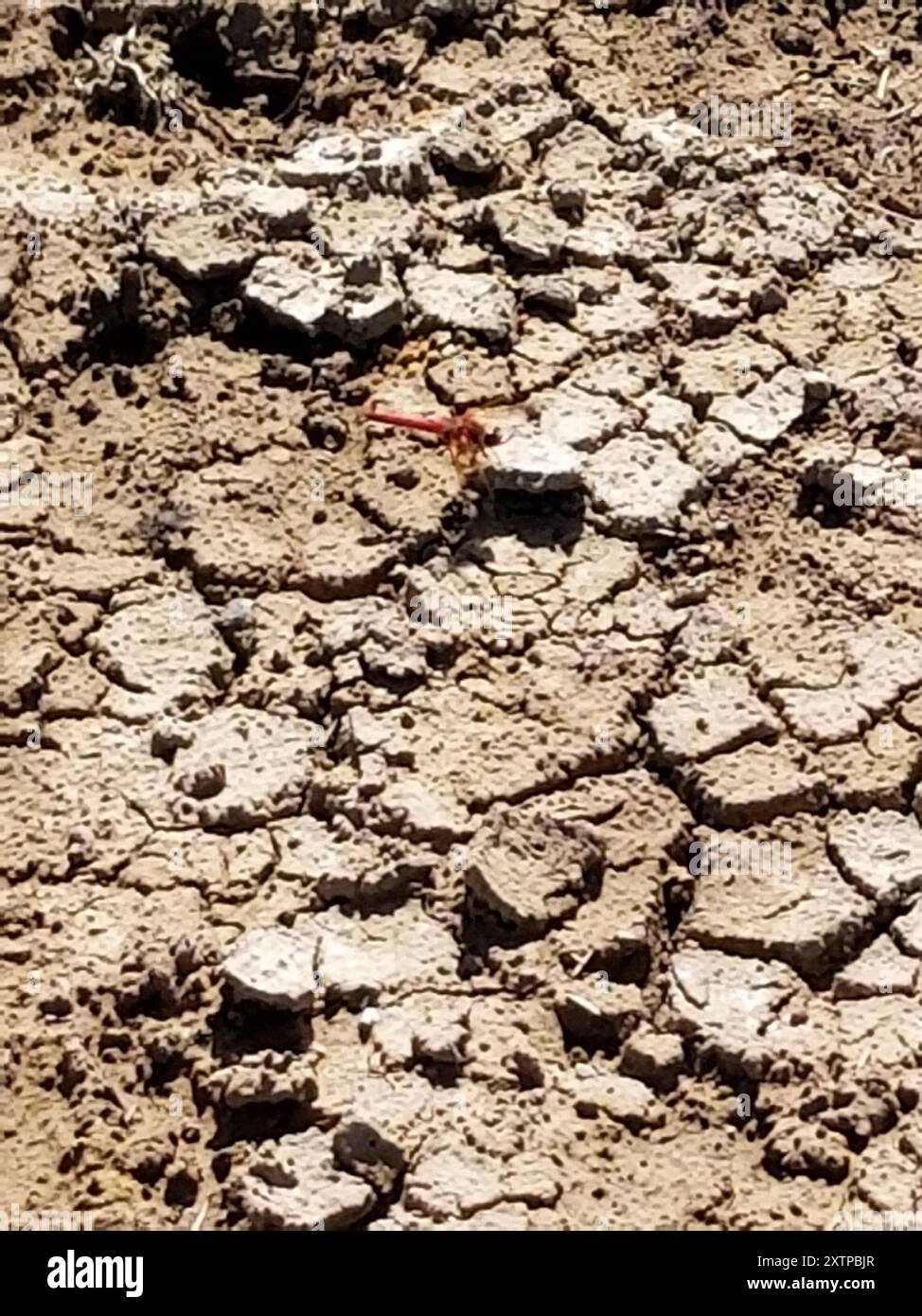 Cardinal Meadowhawk (Sympetrum illotum) Insecta Stock Photo - Alamy