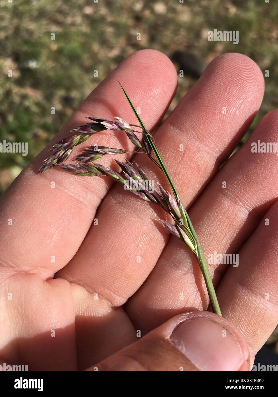Poa arctica hi-res stock photography and images - Alamy