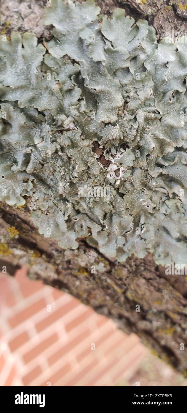 Ruffle Lichens (Parmotrema) Fungi Stock Photo - Alamy