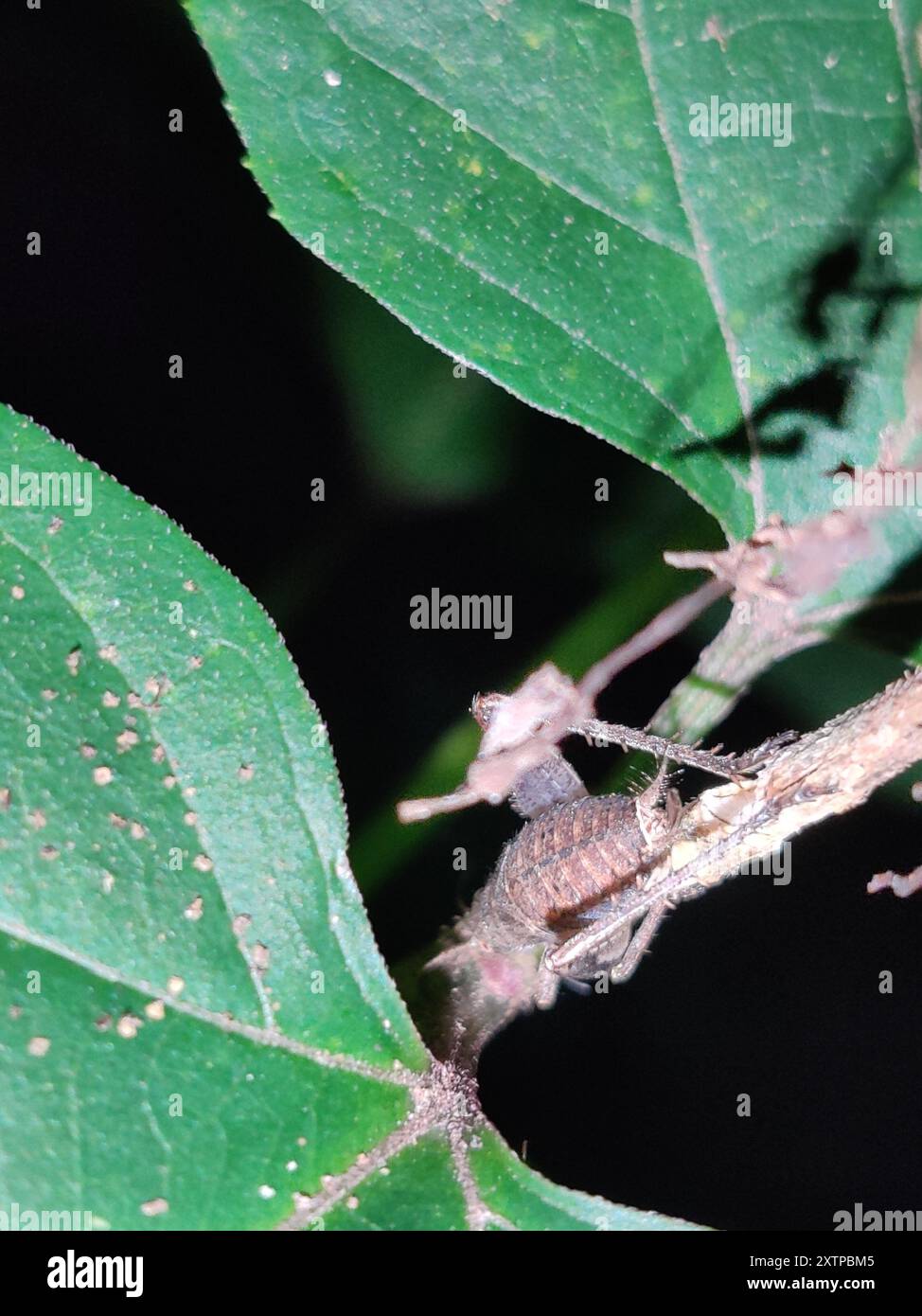 Hapithus hi-res stock photography and images - Alamy