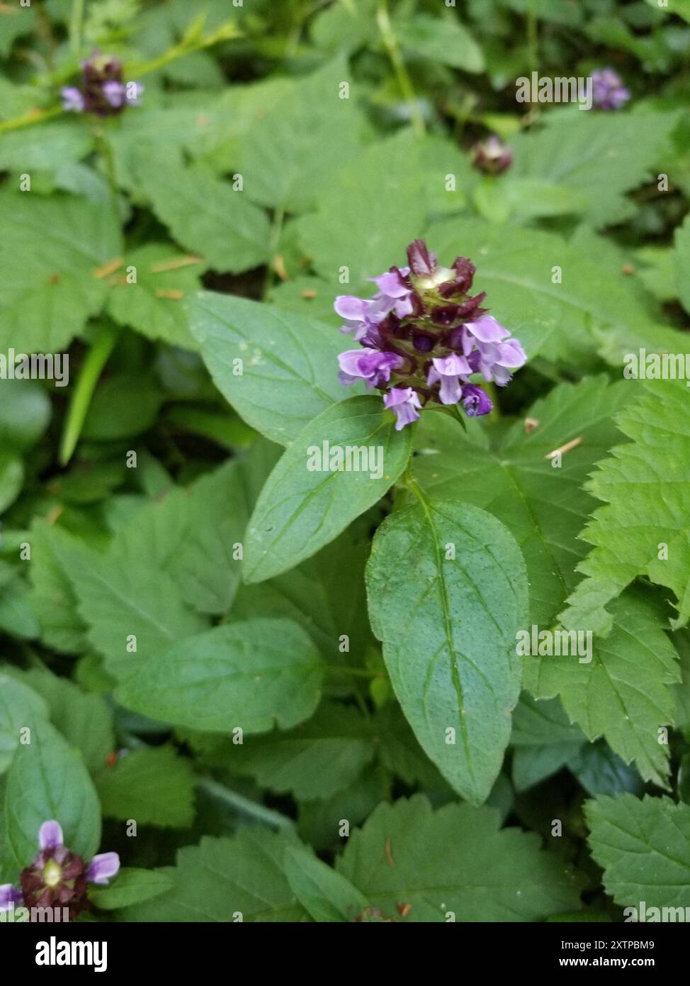 common selfheal (Prunella vulgaris) Plantae Stock Photo - Alamy