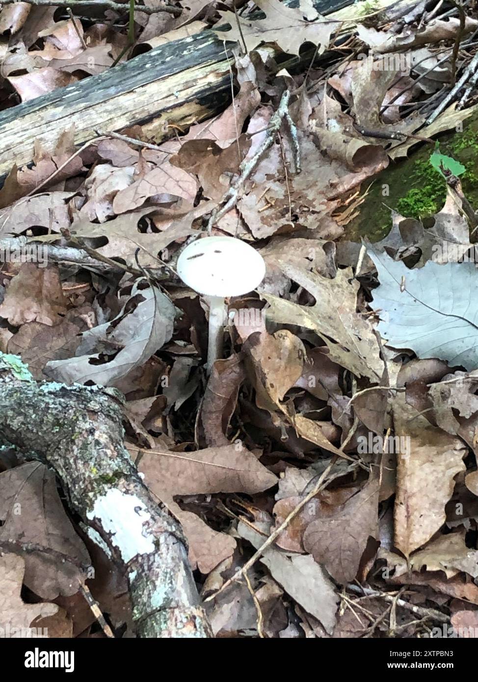 Eastern North American Destroying Angel (Amanita bisporigera) Fungi ...