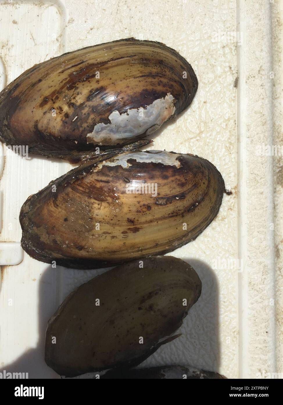 Yellow Sandshell (Lampsilis teres) Mollusca Stock Photo - Alamy