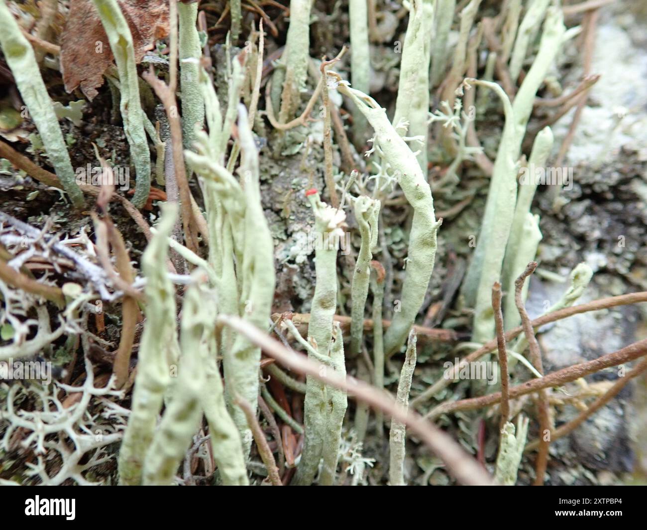 Greater Sulphur-cup Lichen (Cladonia sulphurina) Fungi Stock Photo - Alamy