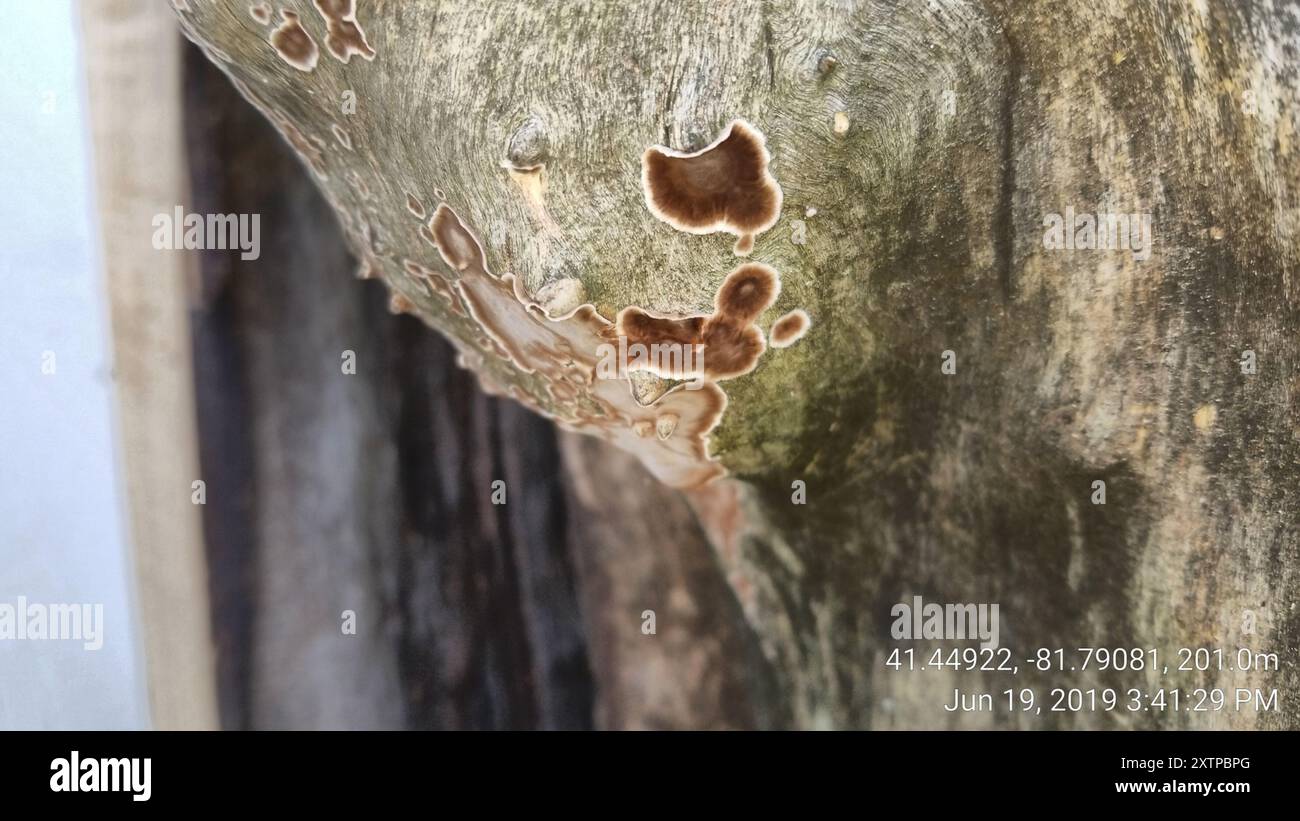 Giraffe Spots (Peniophora albobadia) Fungi Stock Photo - Alamy