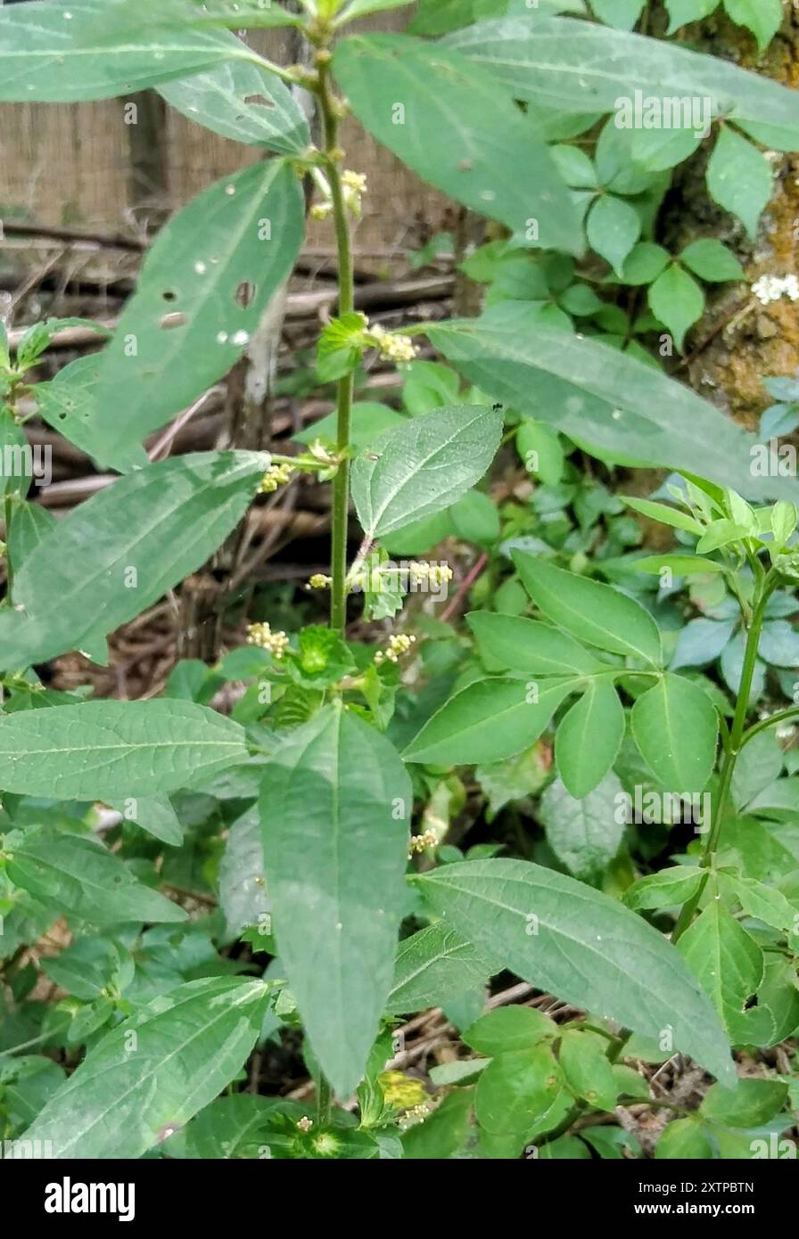 Slender Three-seeded Mercury (Acalypha gracilens) Plantae Stock Photo ...