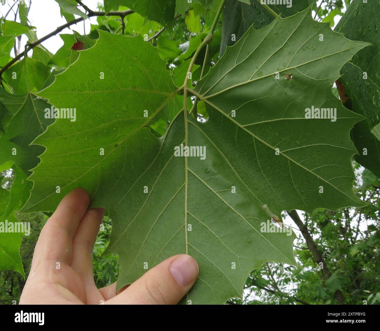 Eastern Sycamore Lace Bug (Corythucha ciliata) Insecta Stock Photo - Alamy