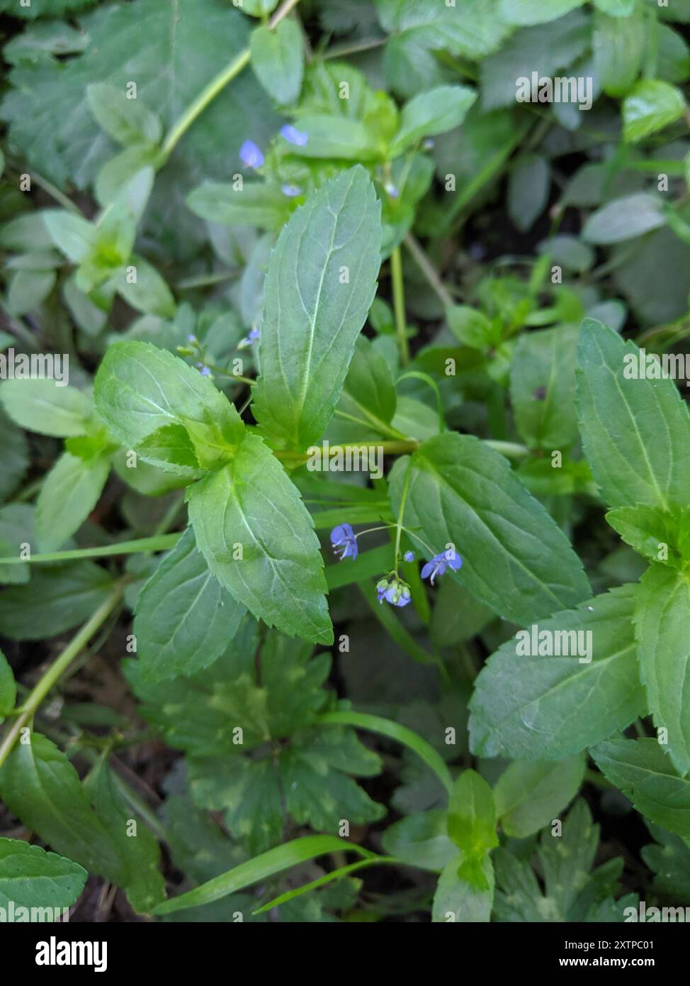 American brooklime (Veronica americana) Plantae Stock Photo - Alamy