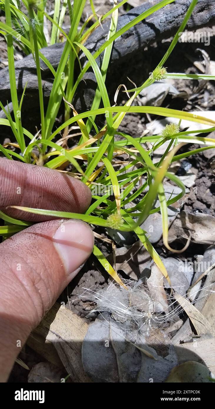Shortleaf Spikesedge (Cyperus brevifolius) Plantae Stock Photo - Alamy