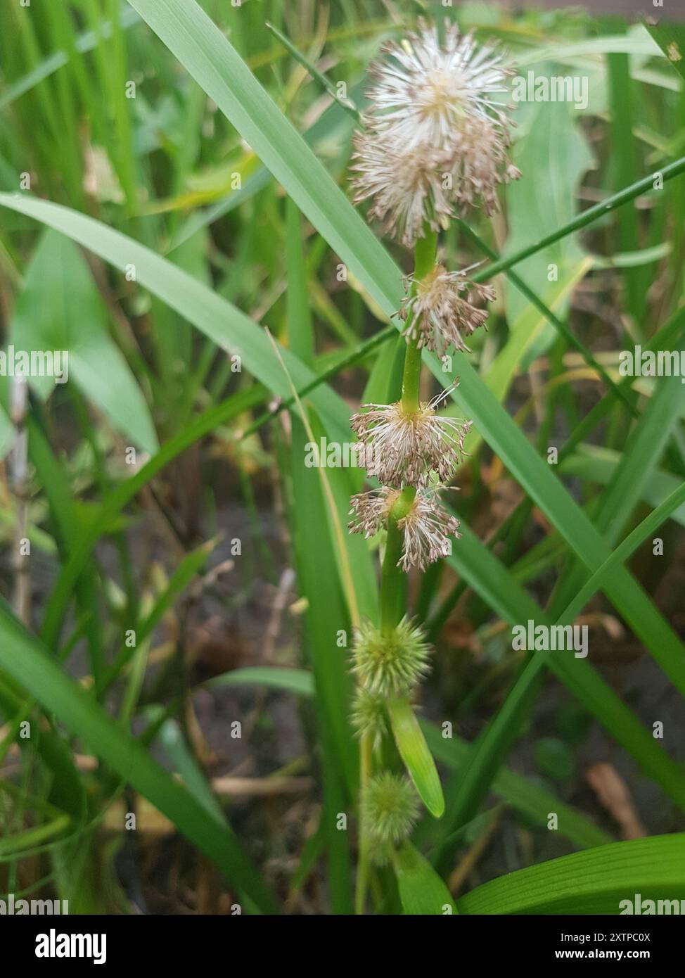 unbranched bur-reed (Sparganium emersum) Plantae Stock Photo - Alamy