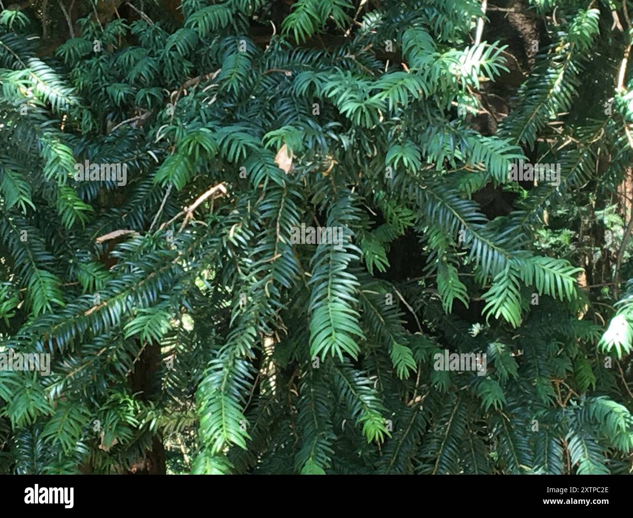 common yew (Taxus baccata) Plantae Stock Photo - Alamy