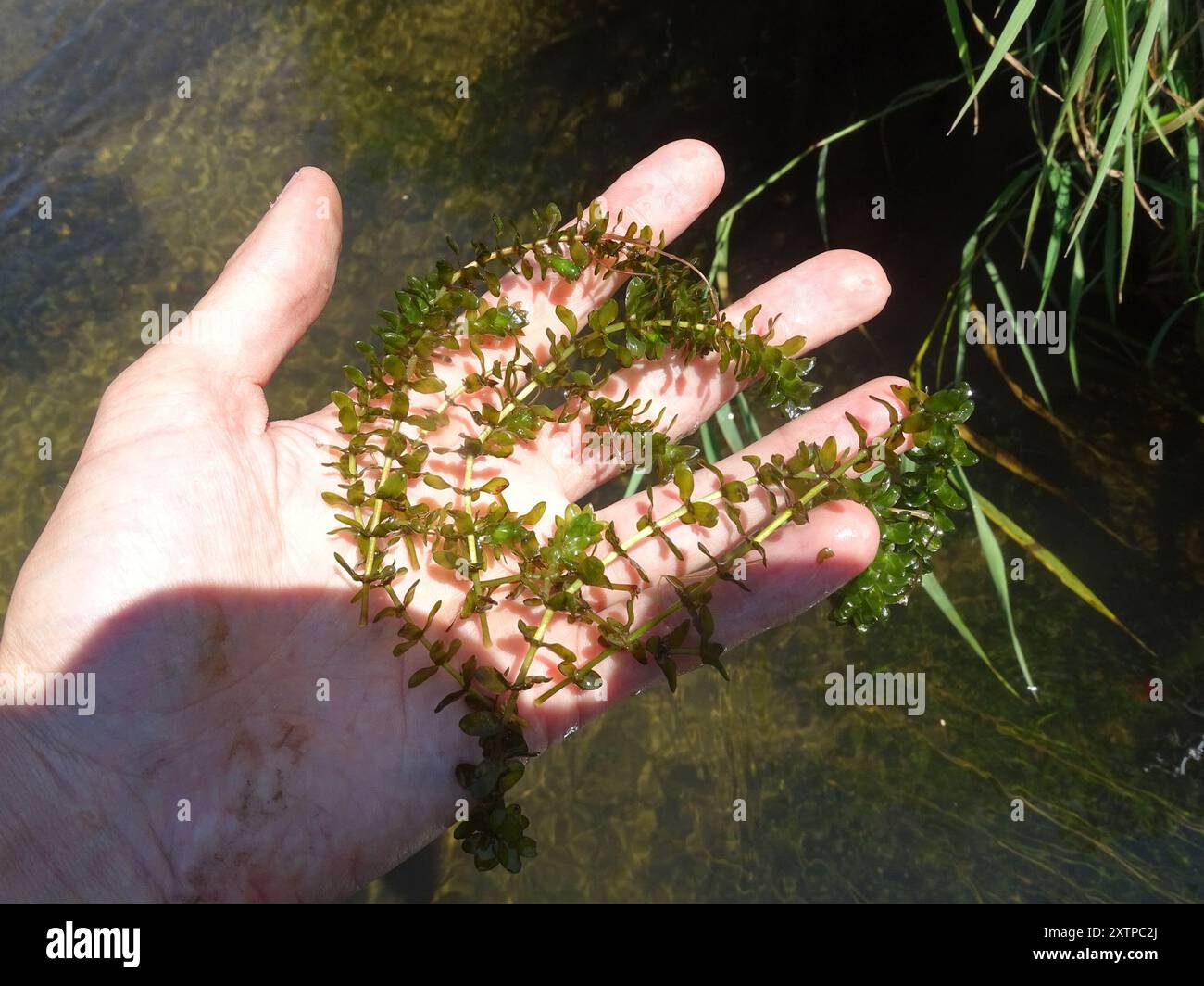 Canadian Waterweed (Elodea canadensis) Plantae Stock Photo - Alamy