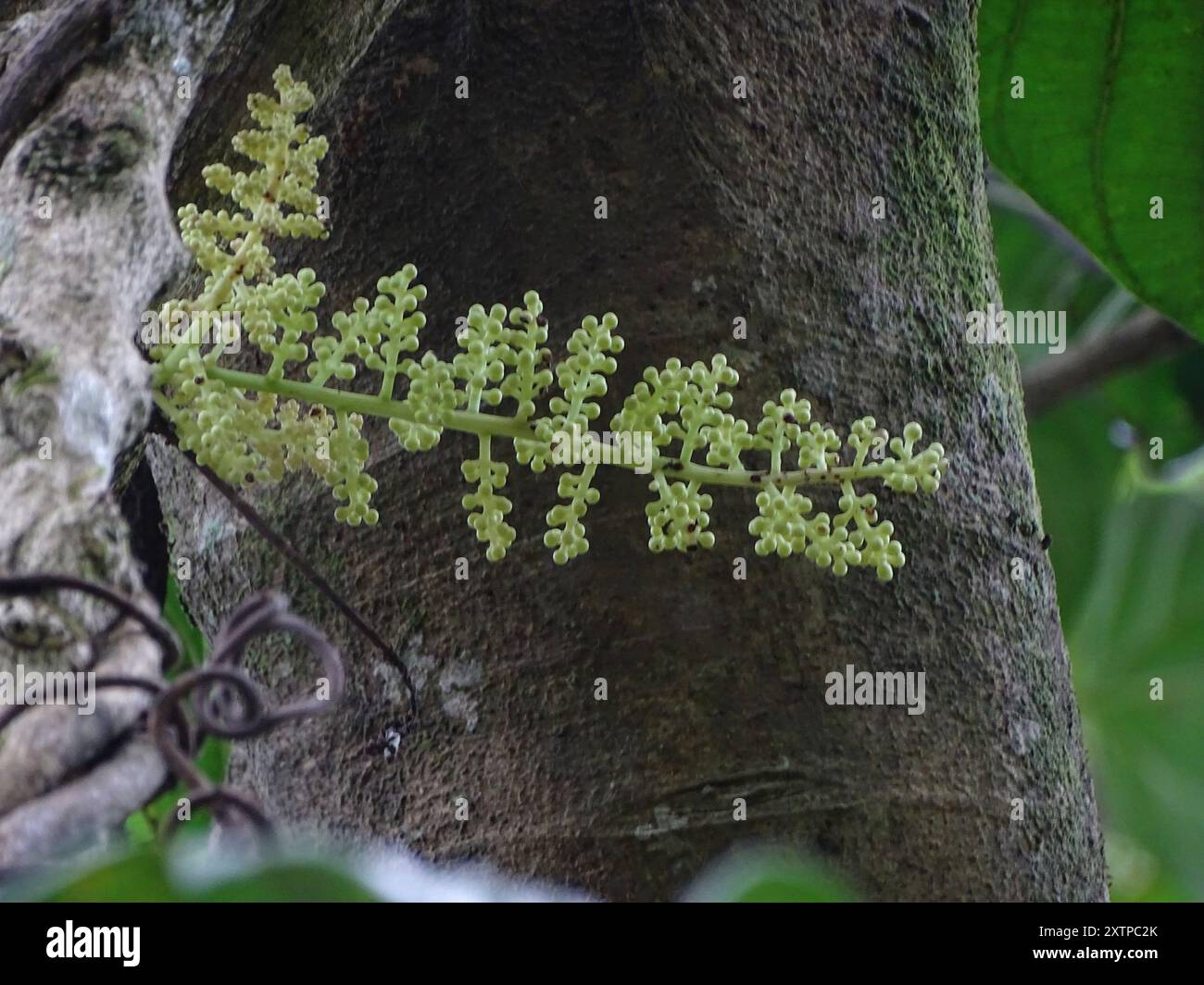 Anamirta cocculus hi-res stock photography and images - Alamy