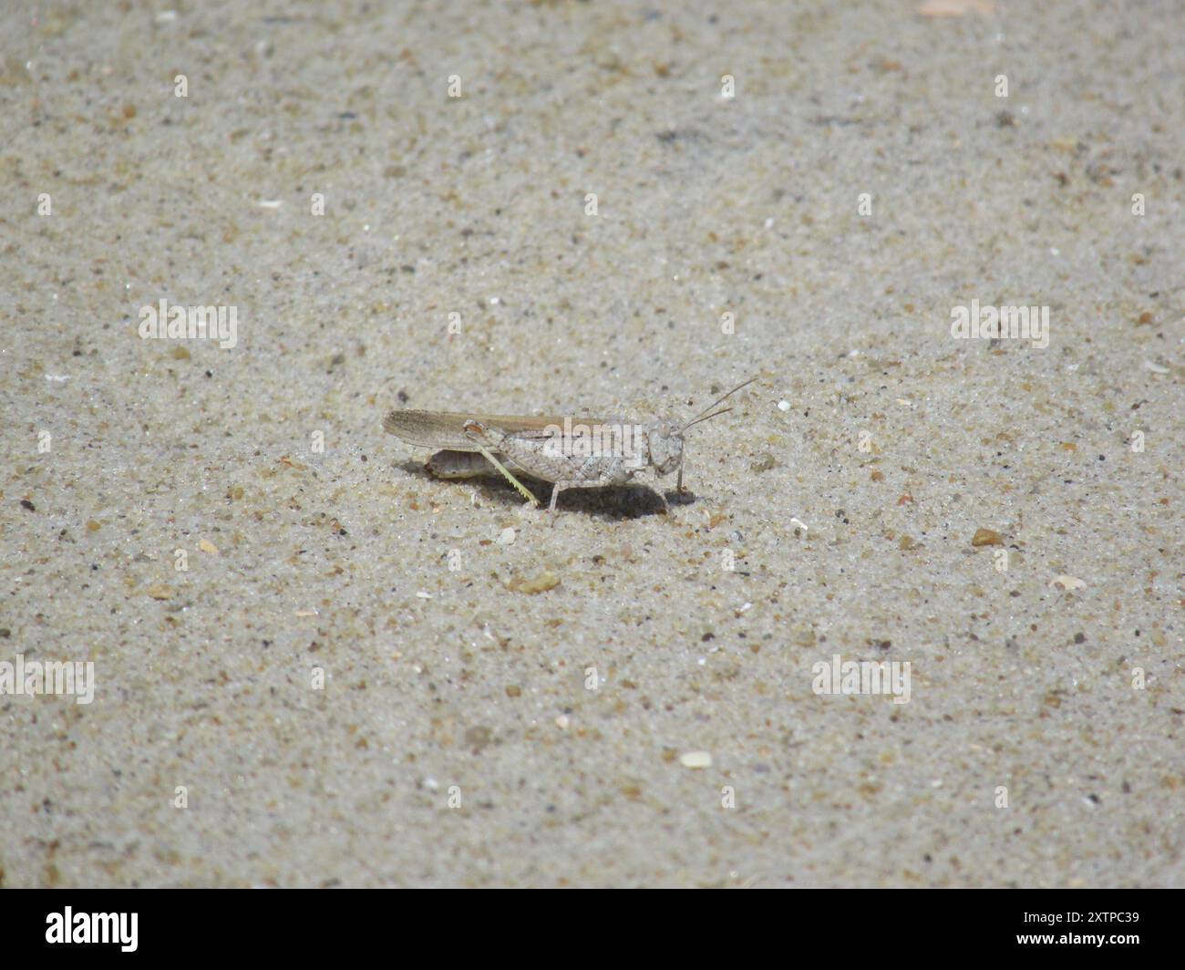 Seaside Grasshopper (Trimerotropis maritima) Insecta Stock Photo - Alamy