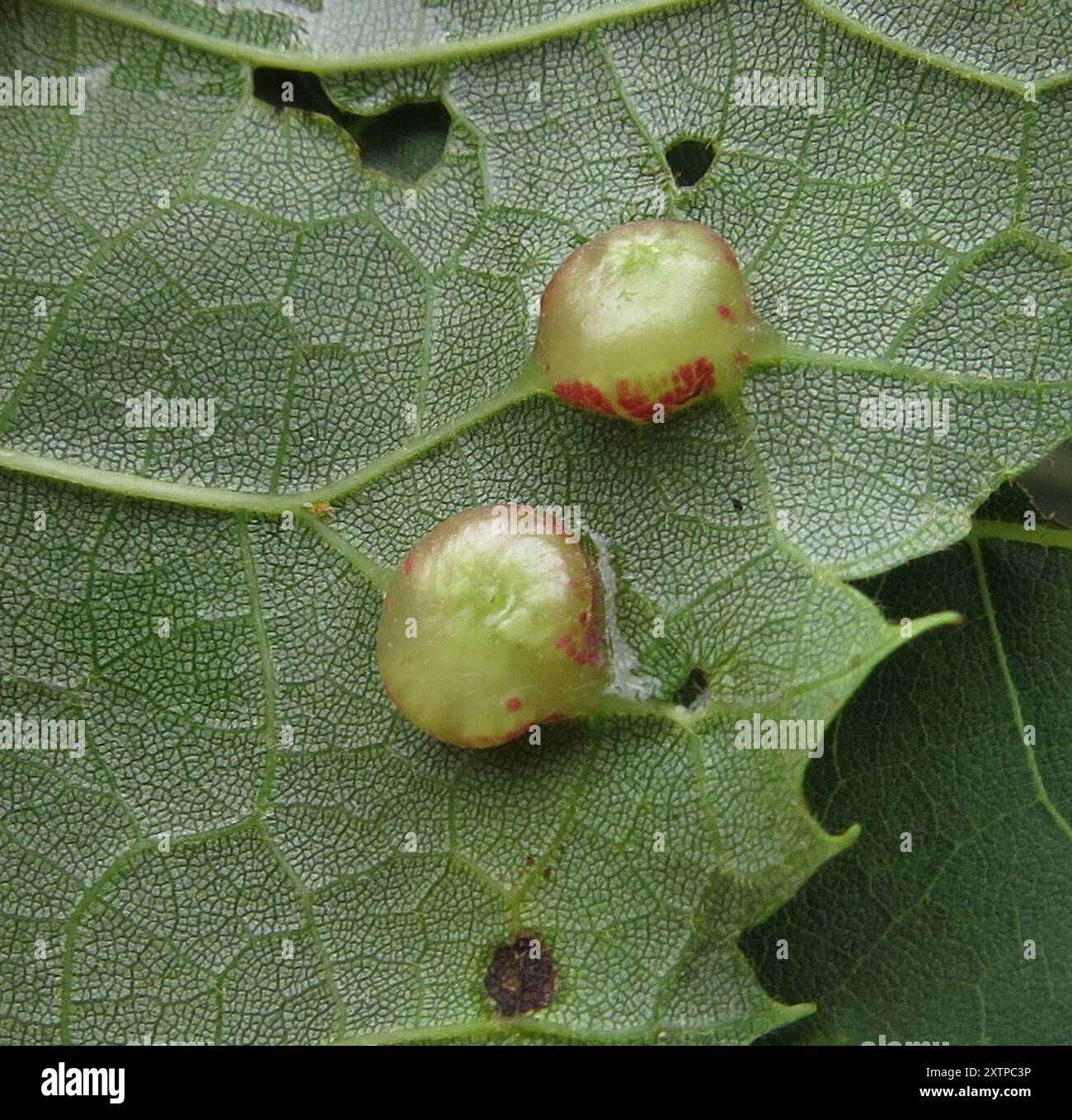 Linden Wart Gall Midge (Contarinia verrucicola) Insecta Stock Photo - Alamy