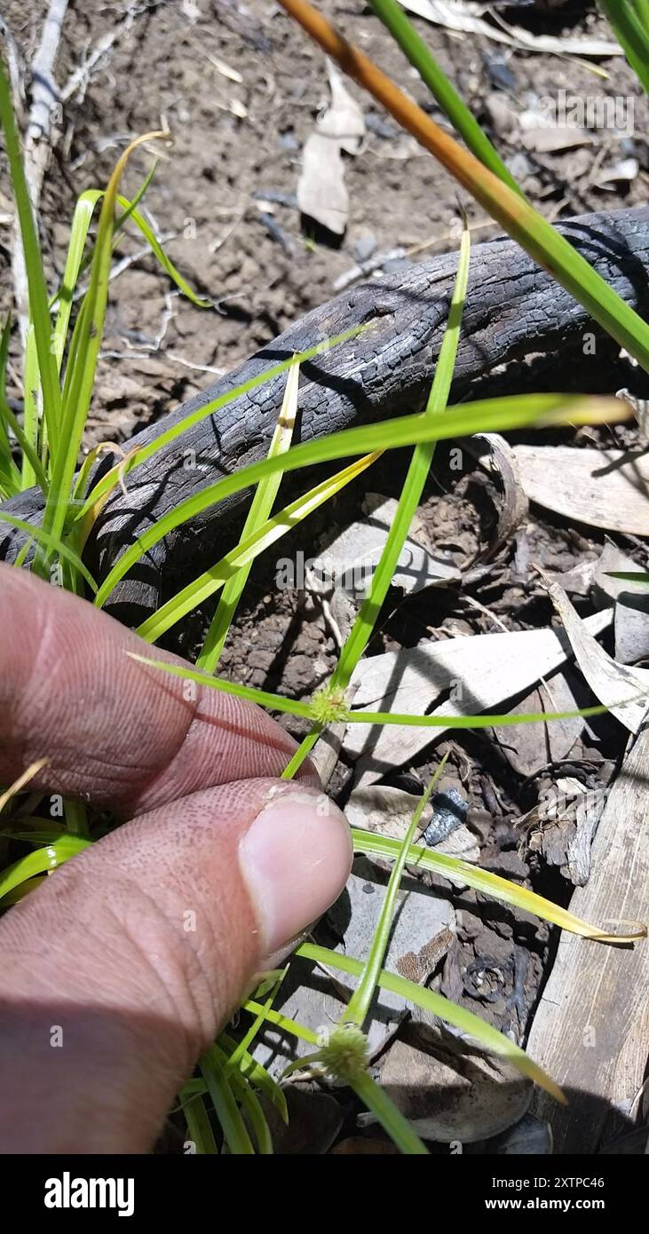 Shortleaf Spikesedge (Cyperus brevifolius) Plantae Stock Photo - Alamy