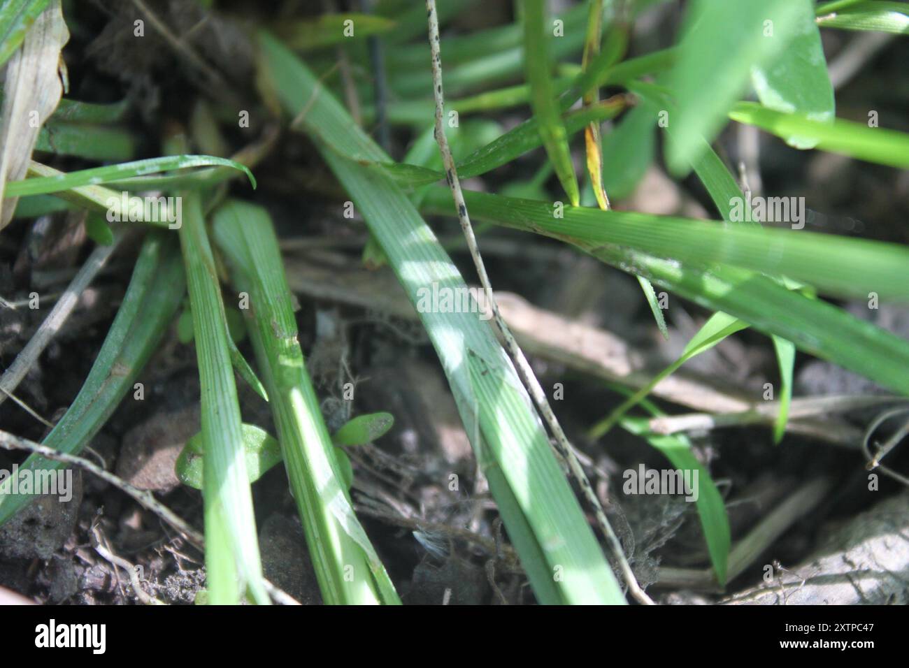 Inflated Narrow-leaved Sedge (Carex grisea) Plantae Stock Photo - Alamy