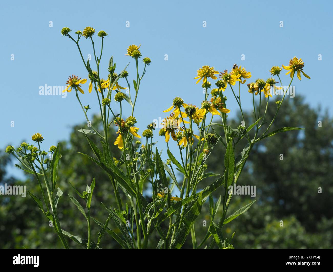 Wingstem (Verbesina alternifolia) Plantae Stock Photo - Alamy
