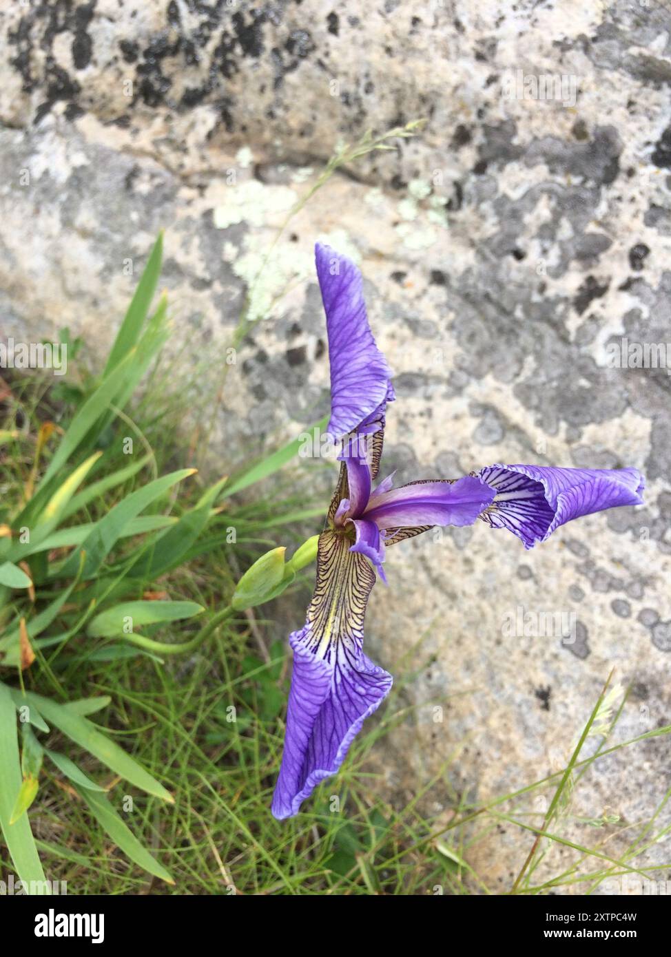 beach-head iris (Iris hookeri) Plantae Stock Photo - Alamy