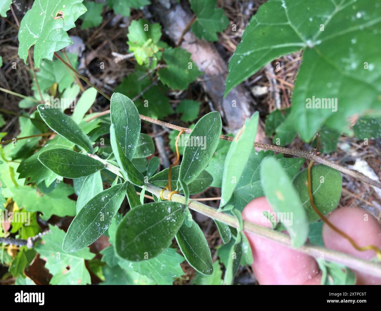 flowering plants (Angiospermae) Plantae Stock Photo - Alamy