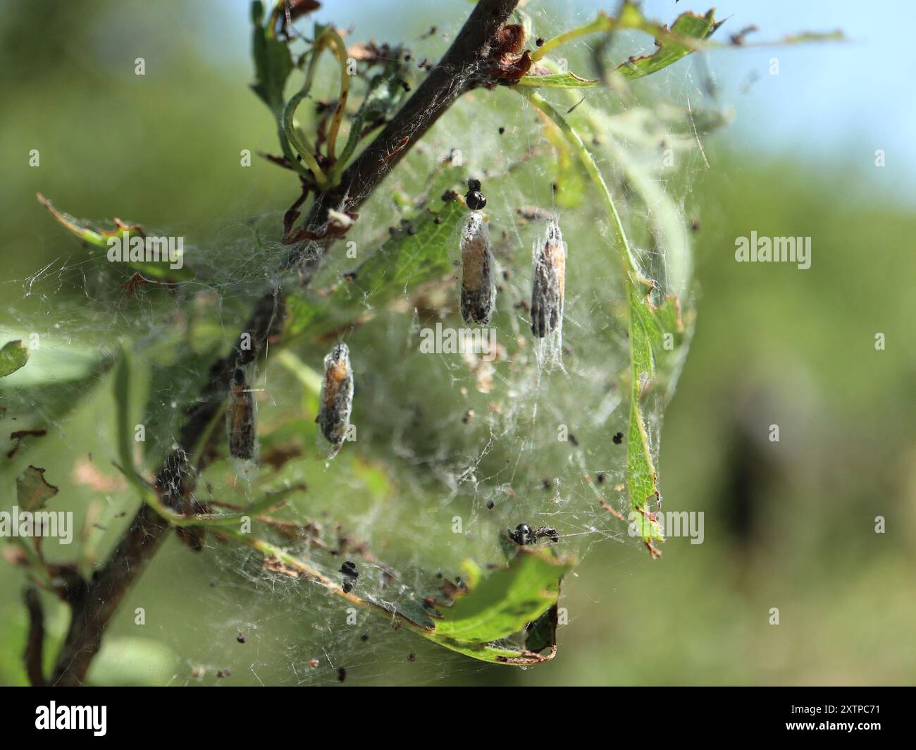 Small Ermine Moths (Yponomeuta) Insecta Stock Photo - Alamy