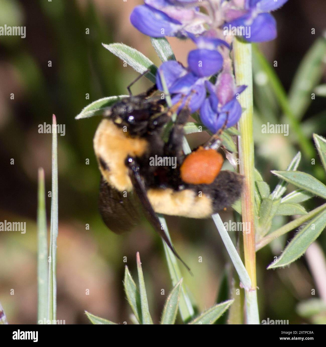 Nevada Bumble Bee (Bombus nevadensis) Insecta Stock Photo - Alamy