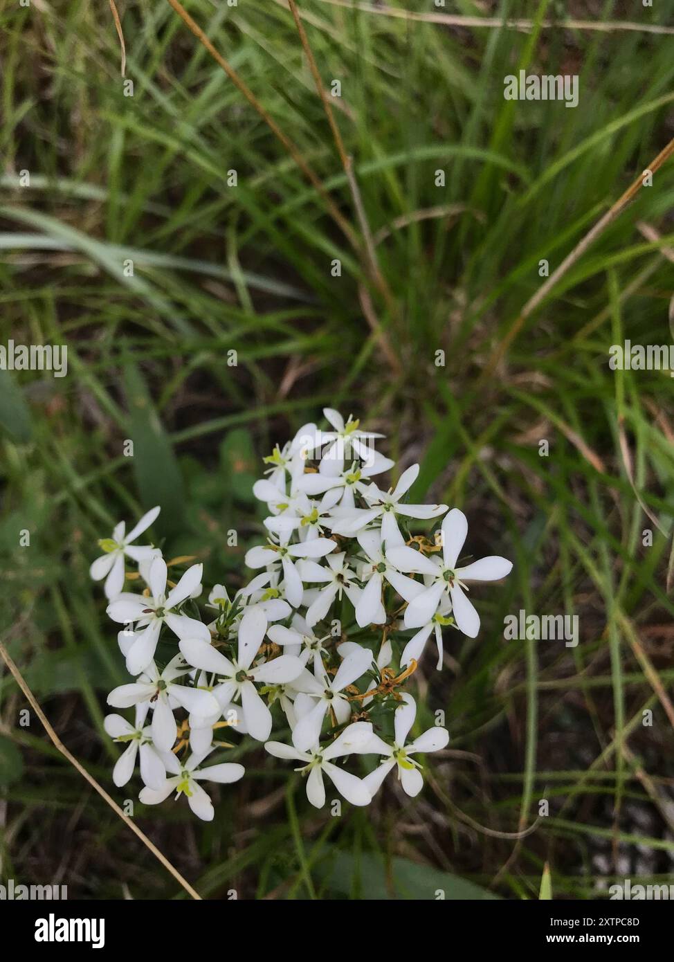 Fourangle Rose Gentian (Sabatia quadrangula) Plantae Stock Photo - Alamy