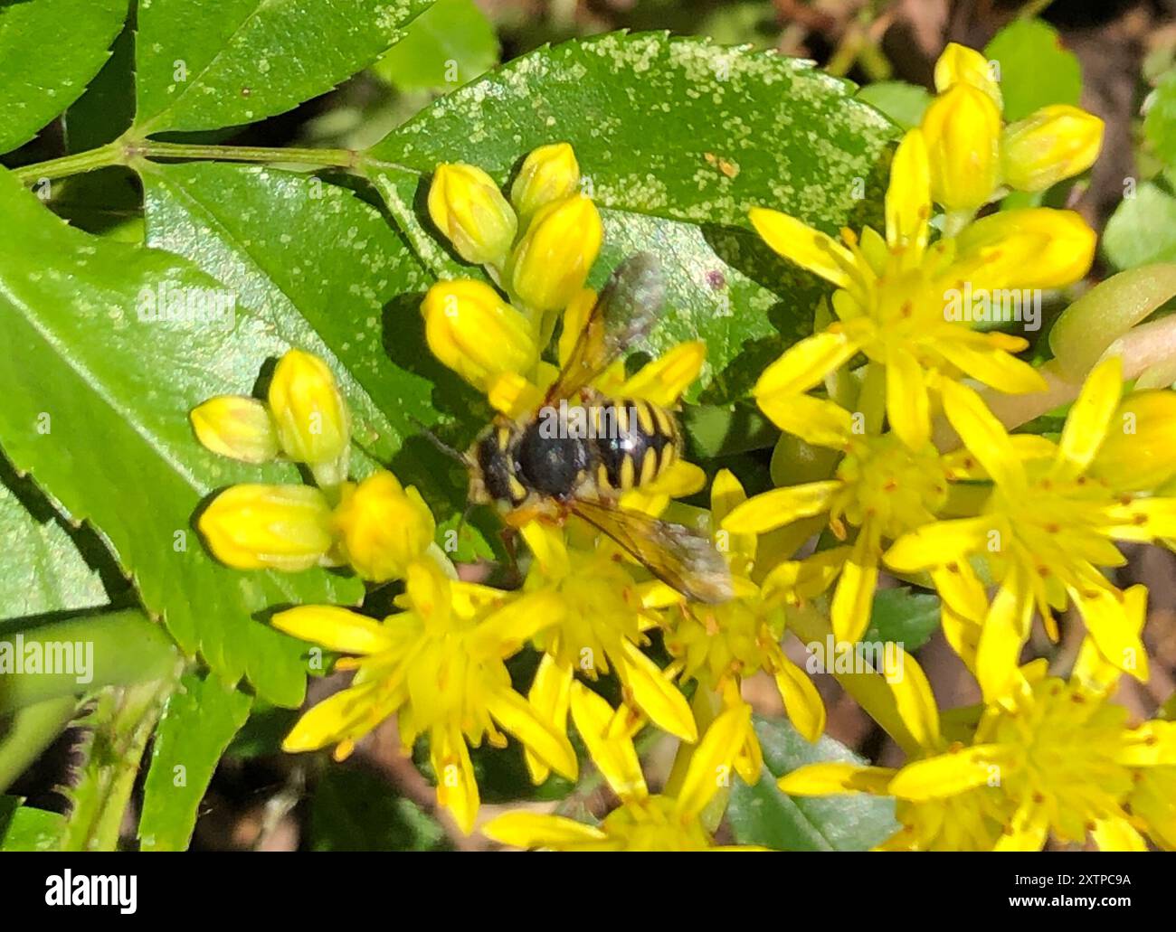 Anthidium oblongatum hi-res stock photography and images - Alamy