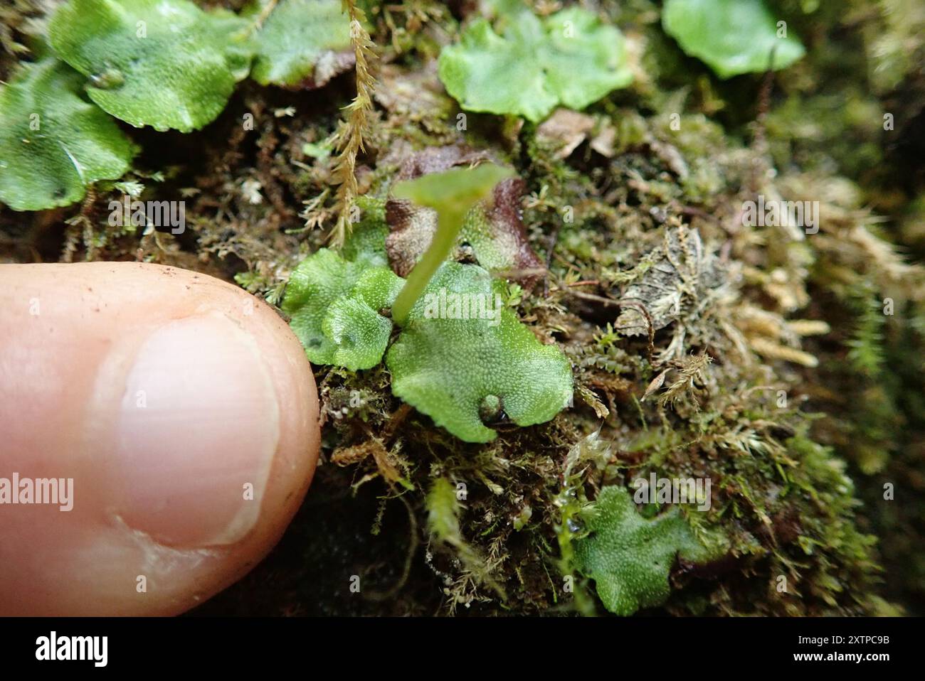 Common Liverwort (Marchantia polymorpha) Plantae Stock Photo - Alamy