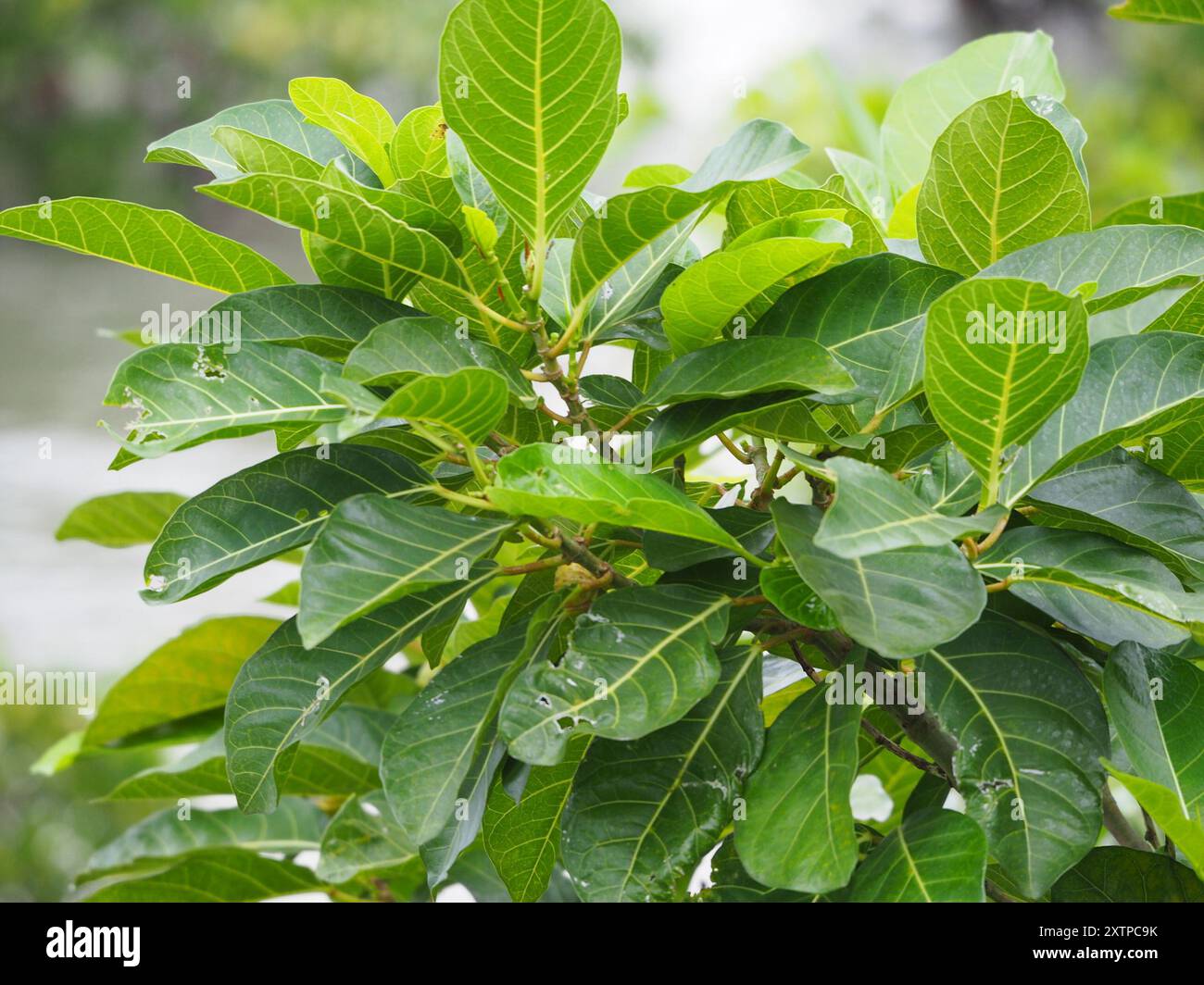 Ficus septica hi-res stock photography and images - Alamy